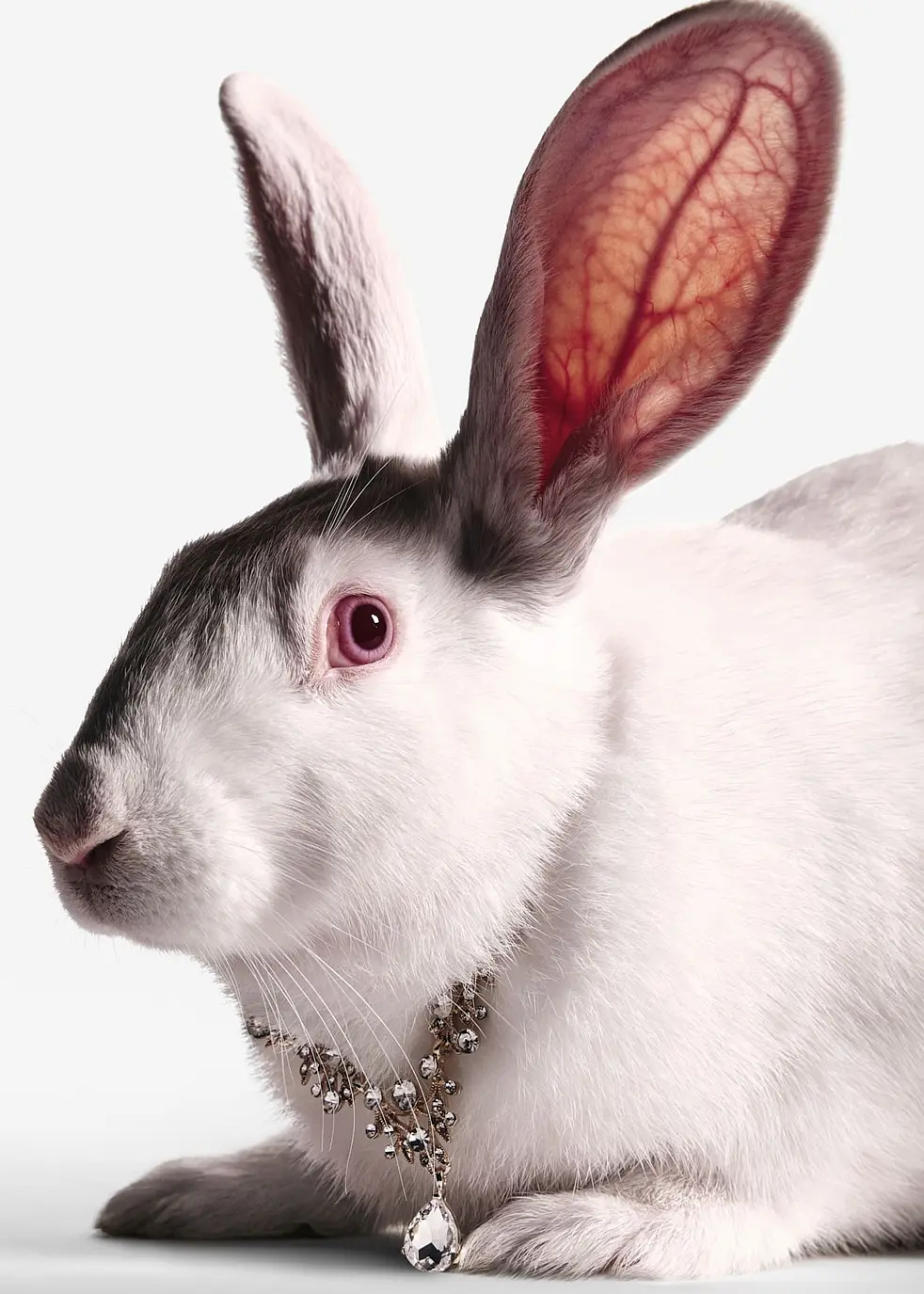 Flex - BALLSAAL ARTIST MANAGEMENT